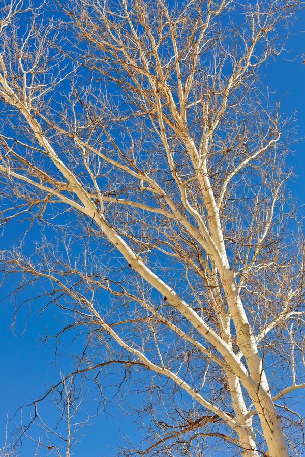 White sycamore tree stock image. Image of bare, close - 8268747