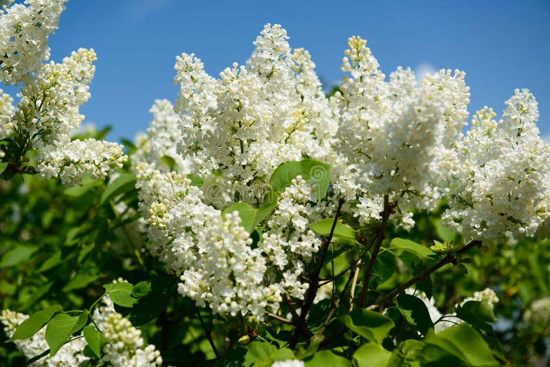 Blooming syren tee stock photo. Image of blooming, woodland - 185926570