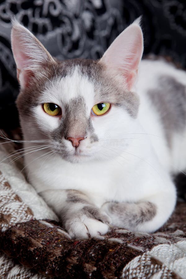 White-tabby cat stock image. Image of cute, animal, furry - 161012327
