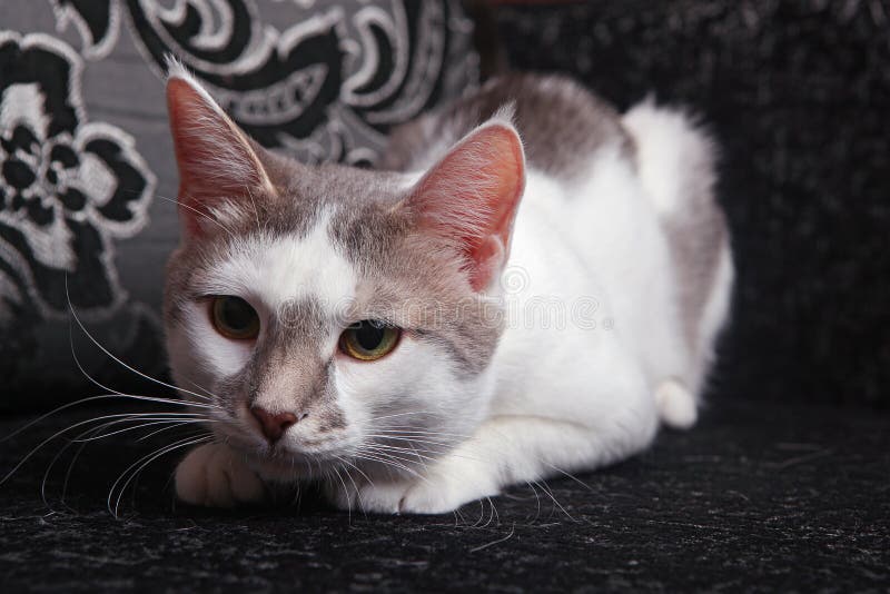 White-tabby cat stock photo. Image of particolored, kitten - 161012330