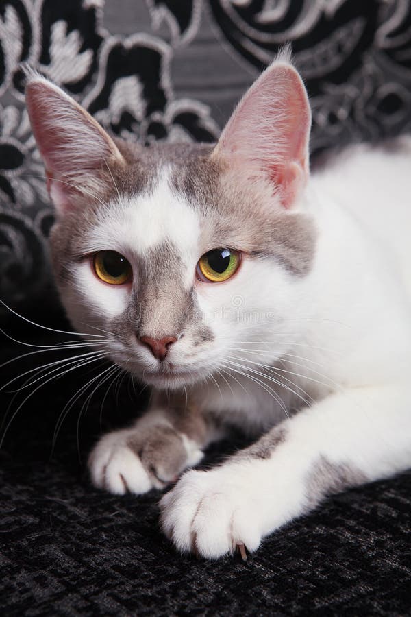 White-tabby cat stock photo. Image of brown, young, animal - 161012334