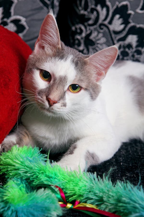 129 Tubby Tabby Cat Stock Photos - Free & Royalty-Free Stock Photos ...