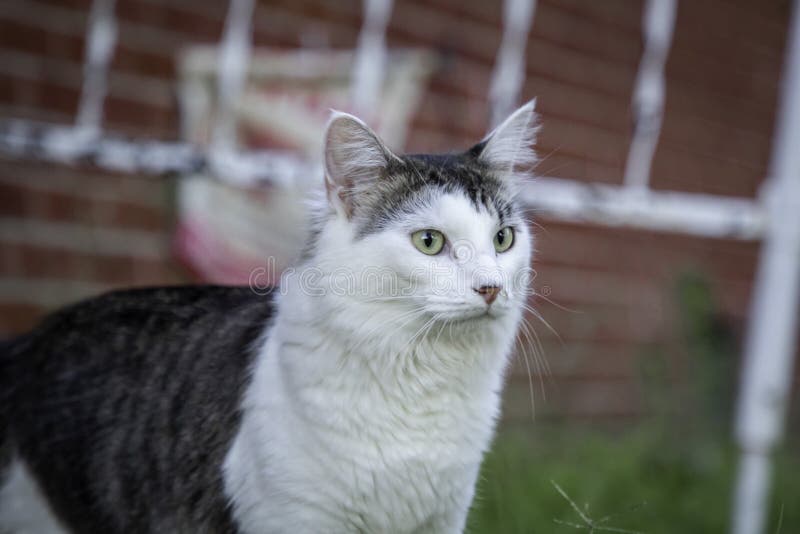 A White and Tabby Cat in a Yard Stock Photo - Image of long, hair ...