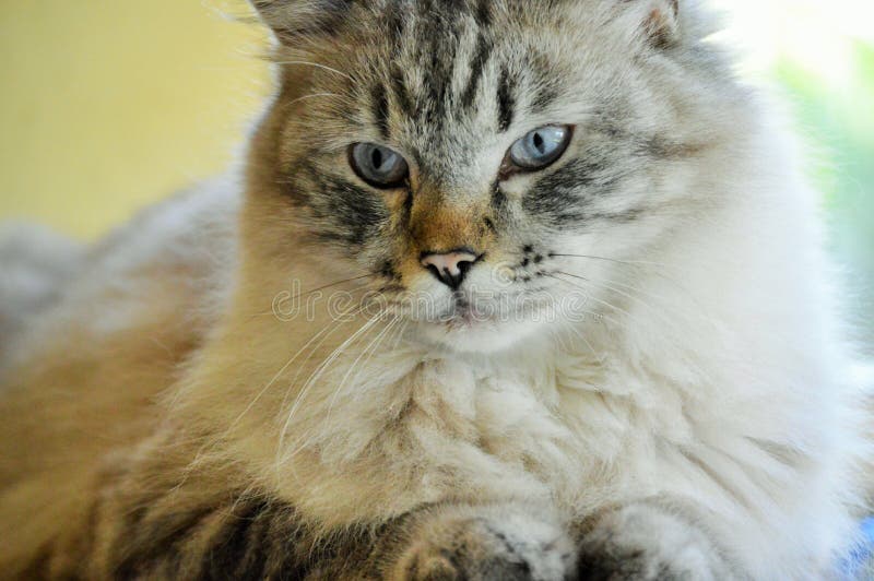 White tabby mix cat stock image. Image of outdoor, blue - 56749449