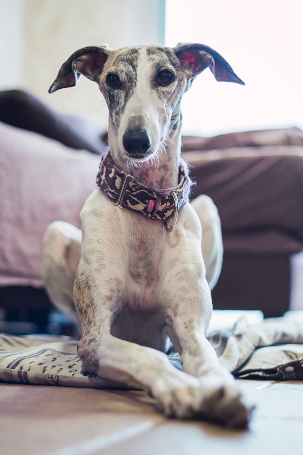 White and Tabby Spanish Greyhound Lying Down Stock Photo - Image of ...