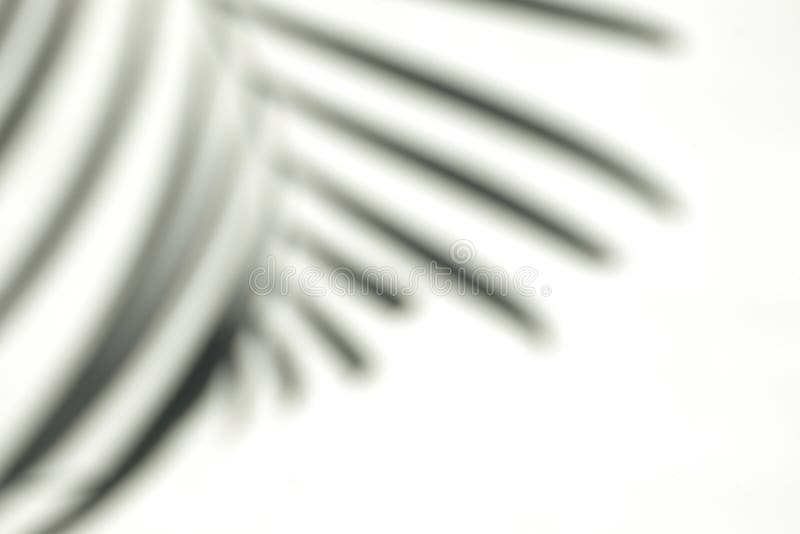 White Table with Blurred Palm Tree Shadow Stock Image - Image of style ...