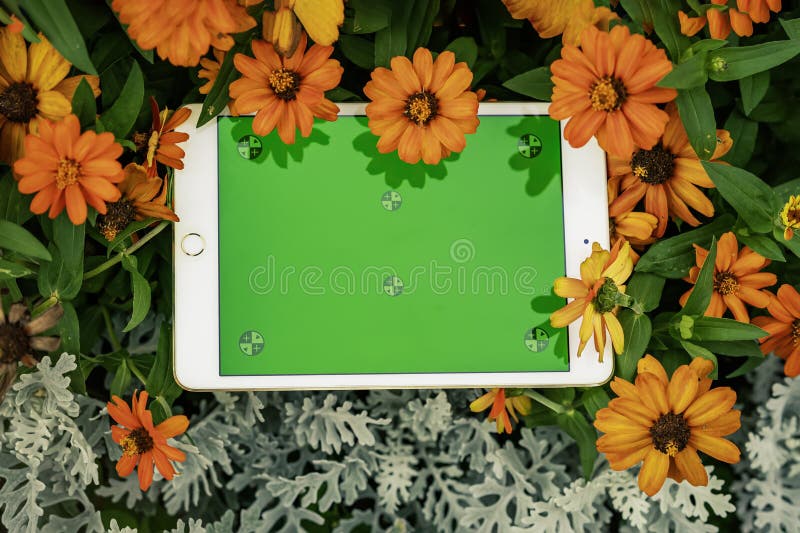 White Tablet with Green Screen Surrounded by Orange Flowers in a Garden ...