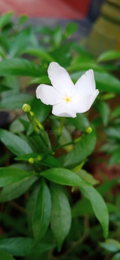 White tagar flower. stock image. Image of tree, yellow - 187606487