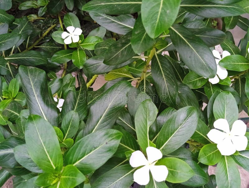 White Tagar Flower Called in Bangladesh Stock Image - Image of ...