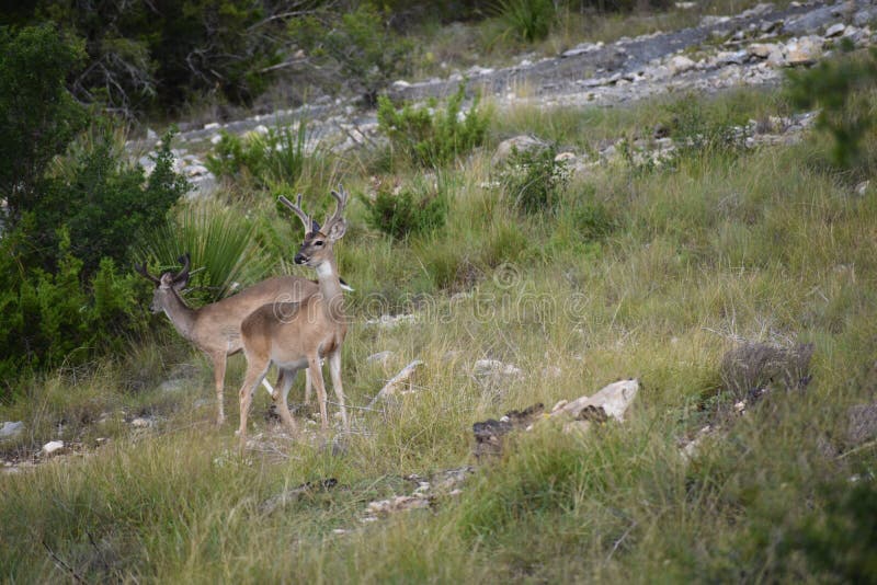 White Tail Buck stock photo. Image of cactus, point - 100459876