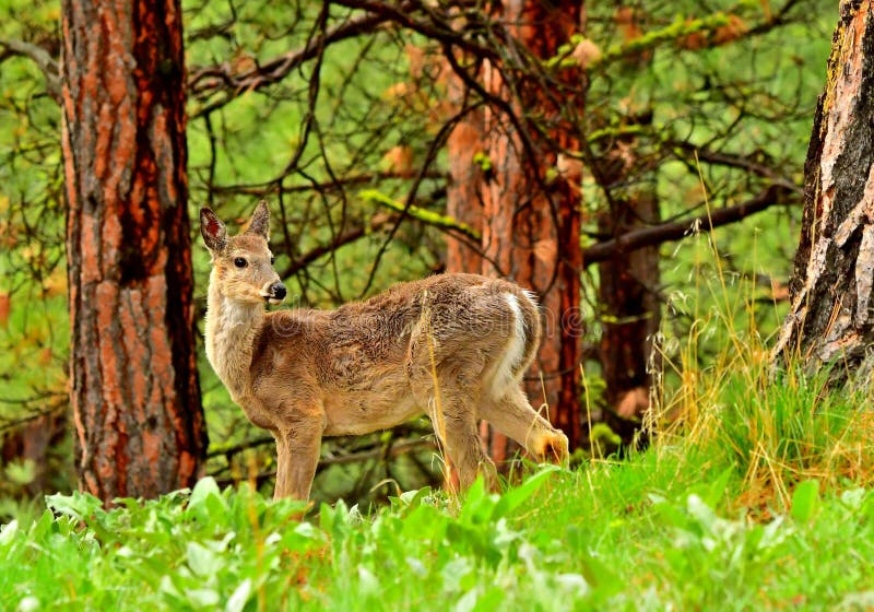 Bitterroot National Forest