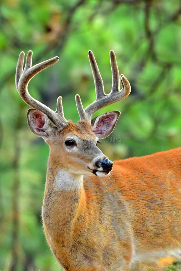White Tail Deer, Buck, Bitterroot Mountains, Montana. Stock Image ...