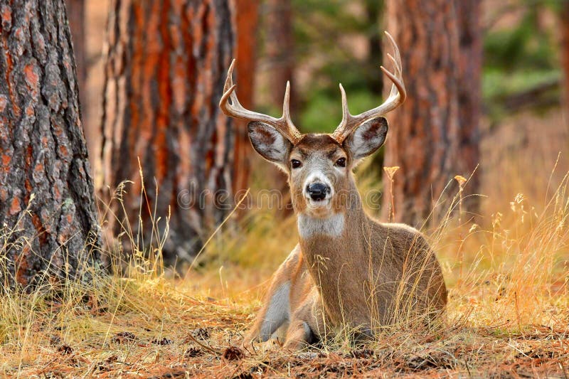 White Tail Deer-Buck, Montana Stock Image - Image of antlres, animal ...