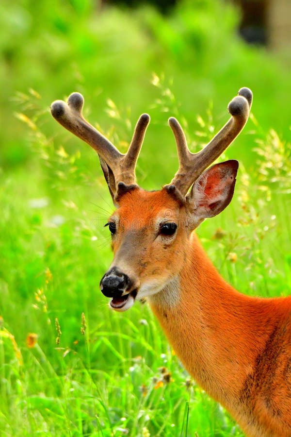 White Tail Deer, Buck. stock photo. Image of mountains - 282278070