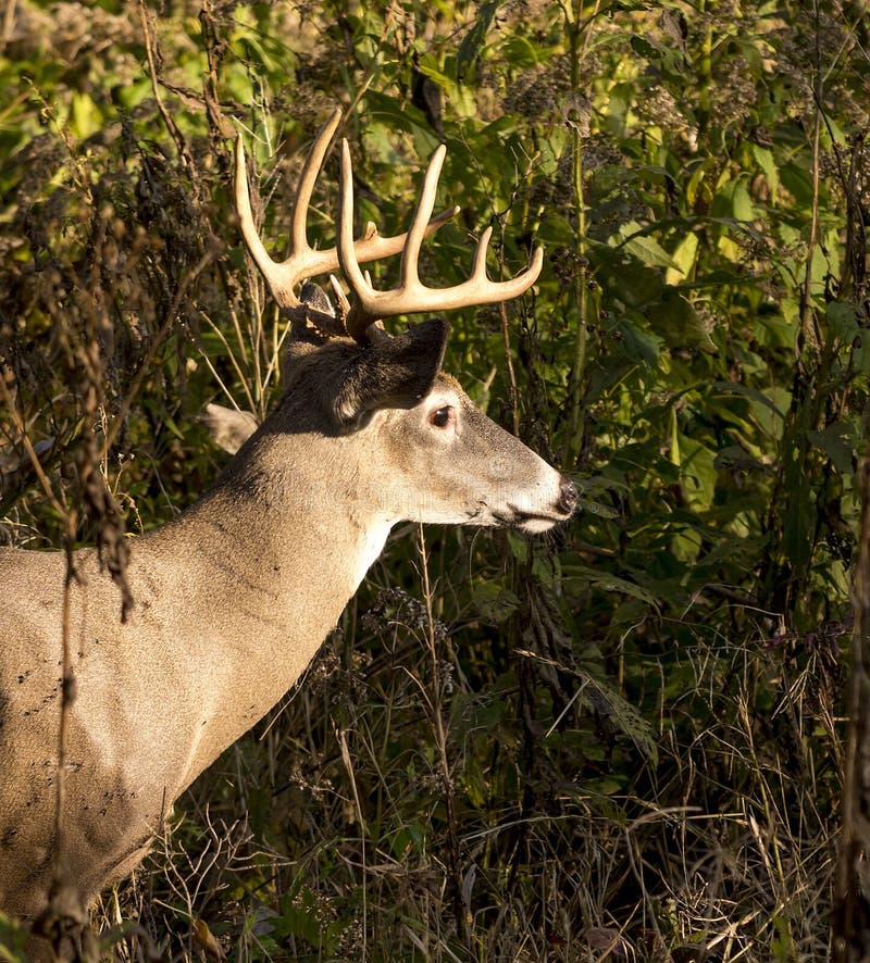 10 Point Buck White Tail Deer Stock Photo - Image of grazing, adult ...