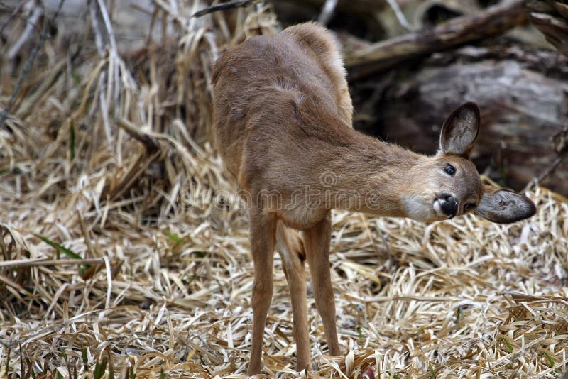 Chinese Water Deer, Hydropotes Inermis Stock Image - Image of deer ...