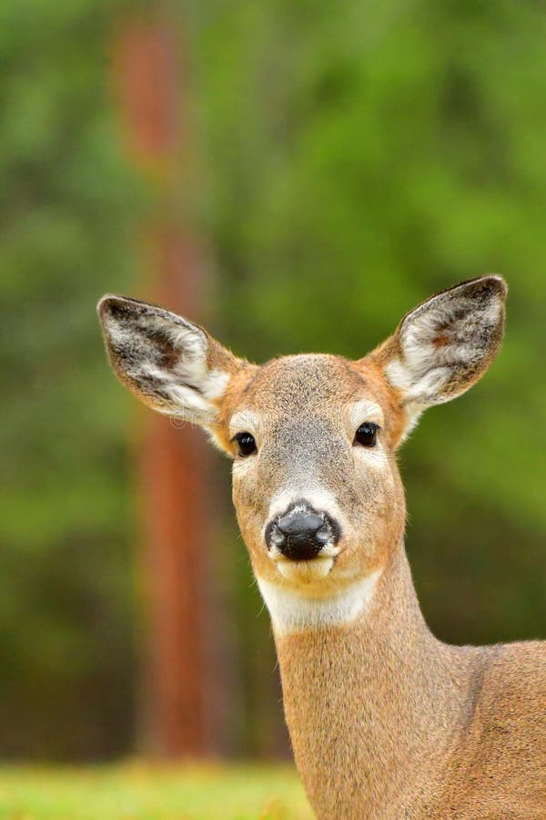 White Tail Deer-Doe, Montana. Stock Image - Image of squirrel, horn ...