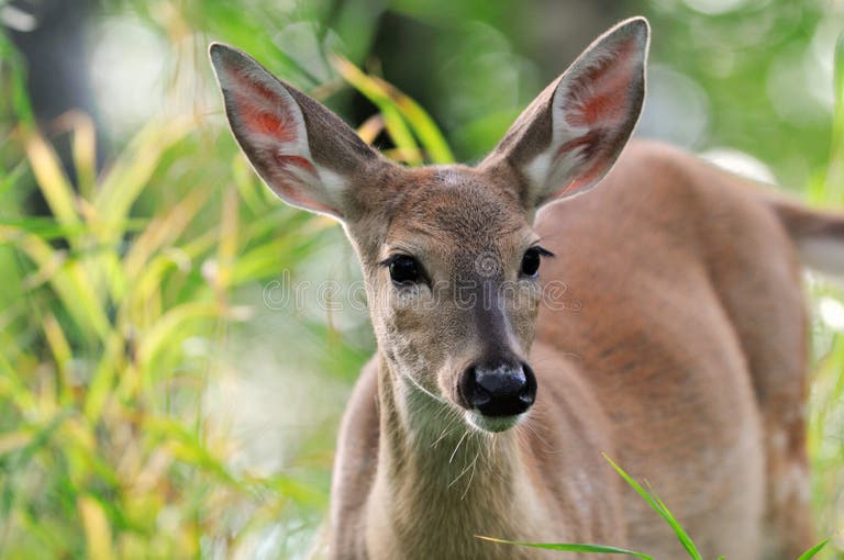White Tail Deer Doe in Green Grass Stock Image - Image of white ...