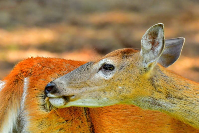 White Tail Deer-Doe. stock image. Image of chipmunk - 287599885