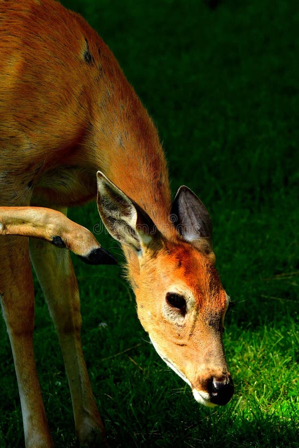 White Tail Deer, Doe. stock image. Image of grooming - 287599977