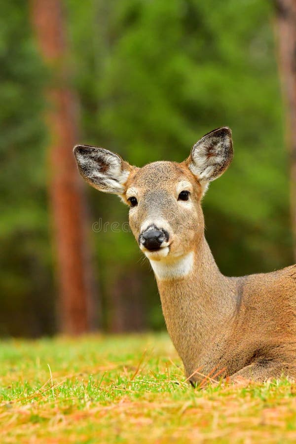 White Tail Deer-Doe, Montana. Stock Image - Image of rodent, mammal ...