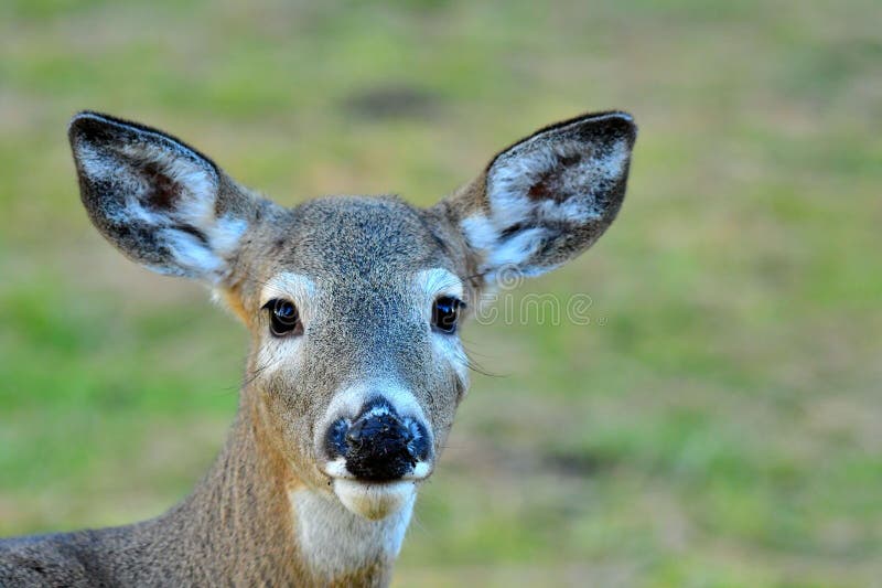 White Tail Deer-Doe, Montana. Stock Image - Image of white, horn: 297477807