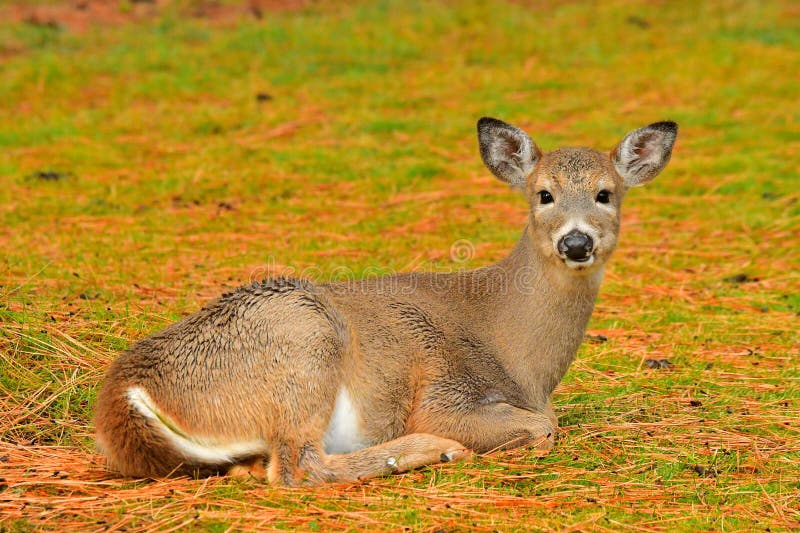 White Tail Deer-Doe, Montana. Stock Image - Image of montana, fawn ...