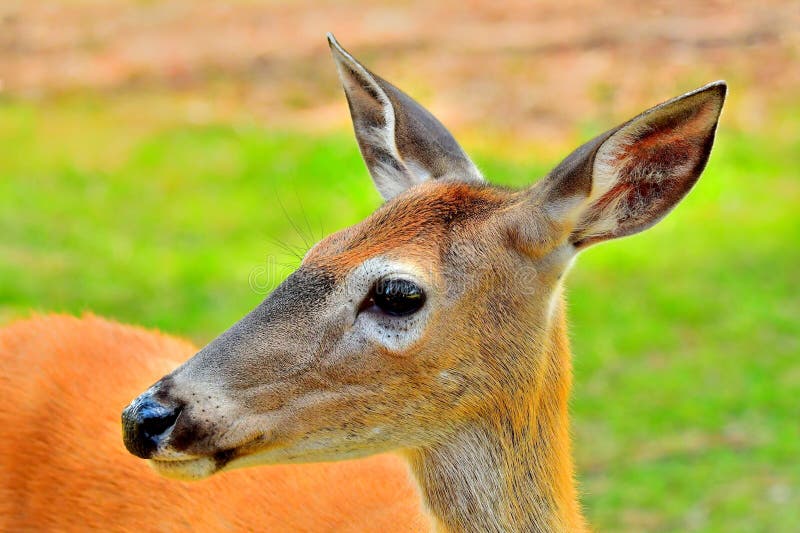 White Tail Deer-Doe, Montana. Stock Photo - Image of mammal, tail ...
