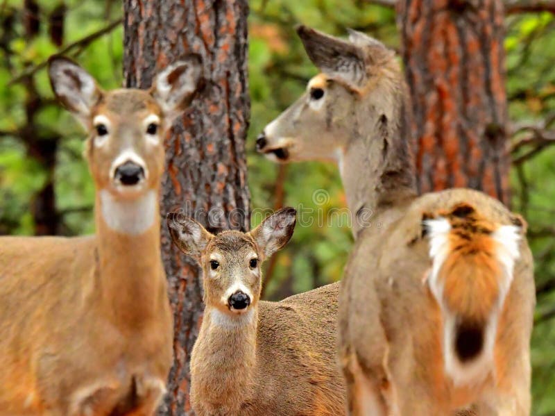 White Tail Deer-Doe, Montana. Stock Photo - Image of trees, deer: 305958006