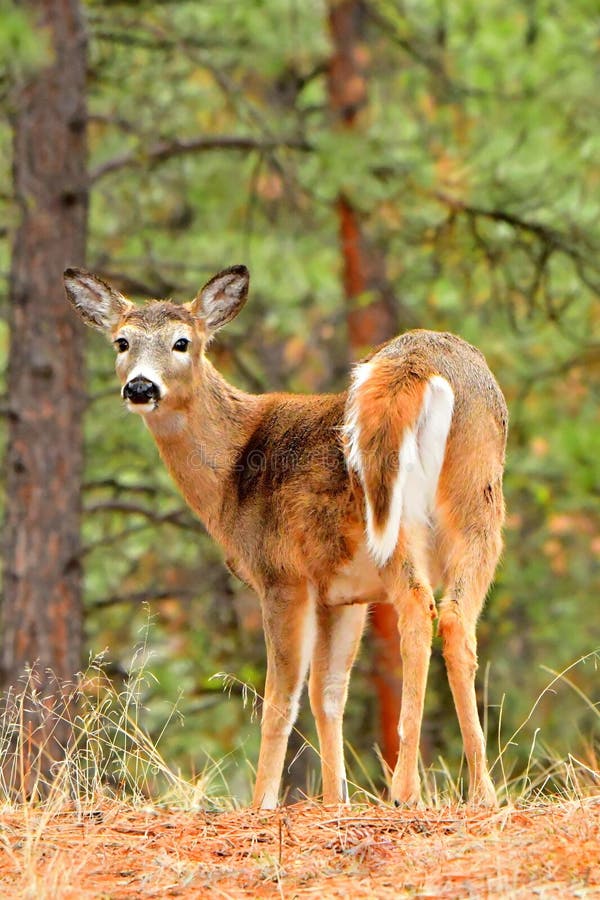 White Tail Deer-Doe, Montana. Stock Photo - Image of pine, tail: 305957980