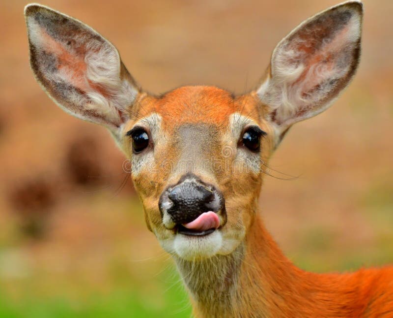White Tail Deer-Doe, Montana. Stock Image - Image of horn, grassland ...