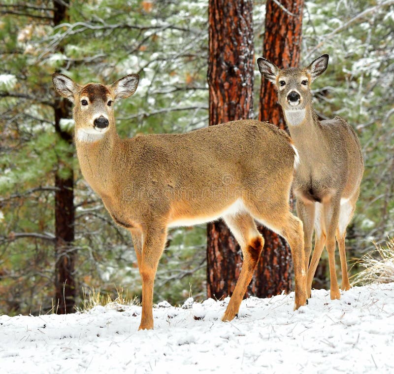 2 White Tail Deer-Doe, Montana. Stock Photo - Image of deer, snow ...