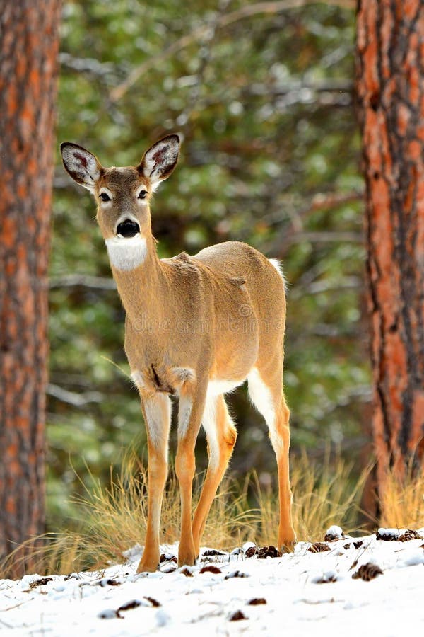 White Tail Deer-Doe, Montana. Stock Image - Image of america, deer ...