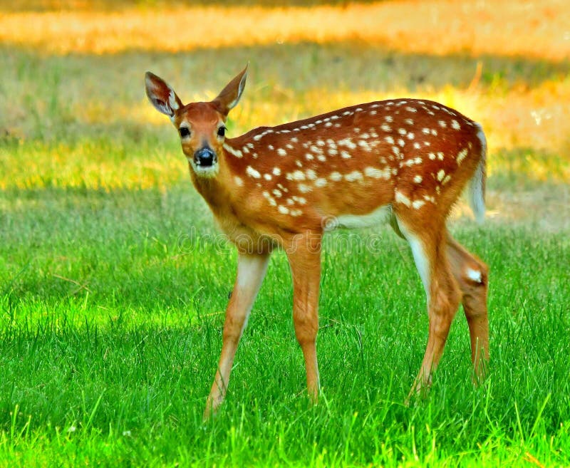White Tail Deer-Fawn, Montana. Stock Photo - Image of america ...