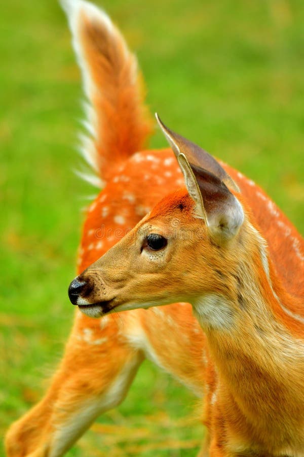 White Tail Deer-Fawn, Montana. Stock Image - Image of western, deer ...