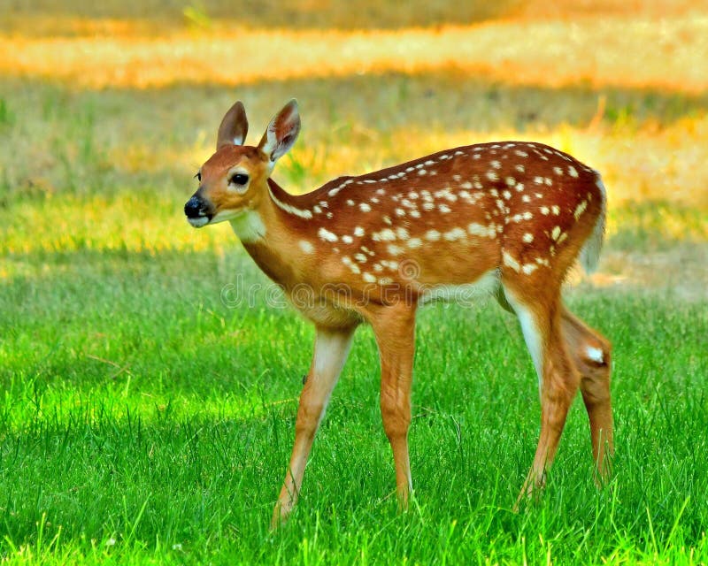White Tail Deer-Fawn, Montana. Stock Photo - Image of america, green ...