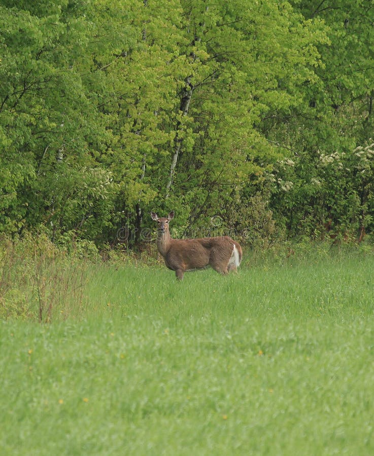 White tail deer stock image. Image of bird, nature, wild - 31706635