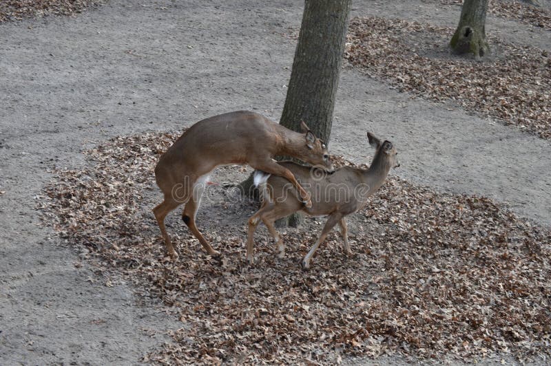 White-tail Deer Mating stock image. Image of white, disease - 79227107