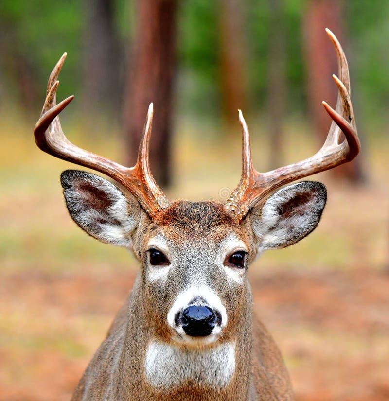 White Tail Deer, Doe & Fawn, Standing in a Medadow in the Bitterroot ...