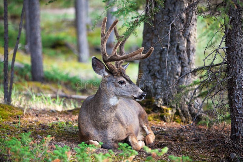 White Tail Deer Resting stock photo. Image of beauty - 15820664