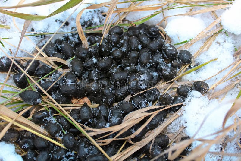 White Tail Deer Scat in the Snow Stock Photo - Image of pellet, mammal ...
