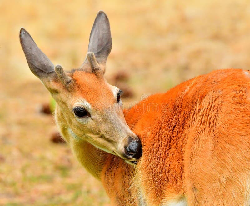 White Tail Deer- Spike Buck, Montana. Stock Image - Image of grazing ...