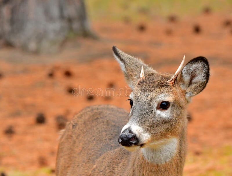 White Tail Deer-Spike Buck, Montana. Stock Photo - Image of spike ...