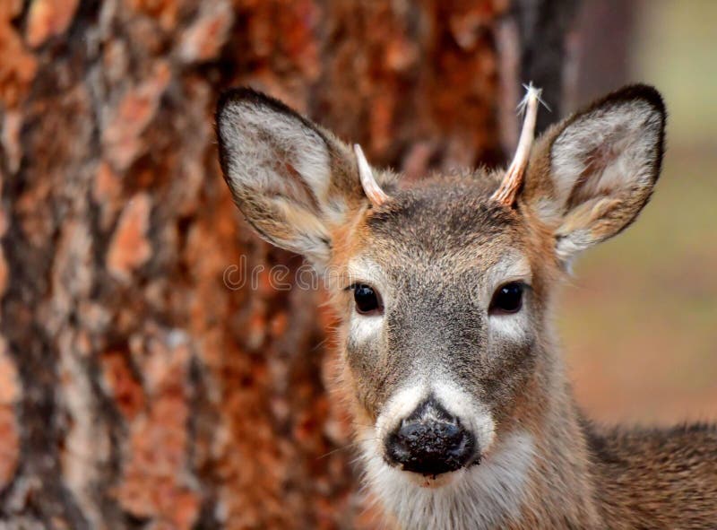 White Tail Deer-Spike Buck, Montana. Stock Image - Image of nose, white ...