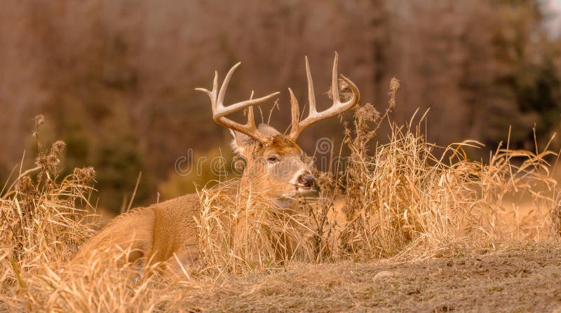 White Tail Deer Staying Low during Hunting Season. 4/5 Stock Image ...