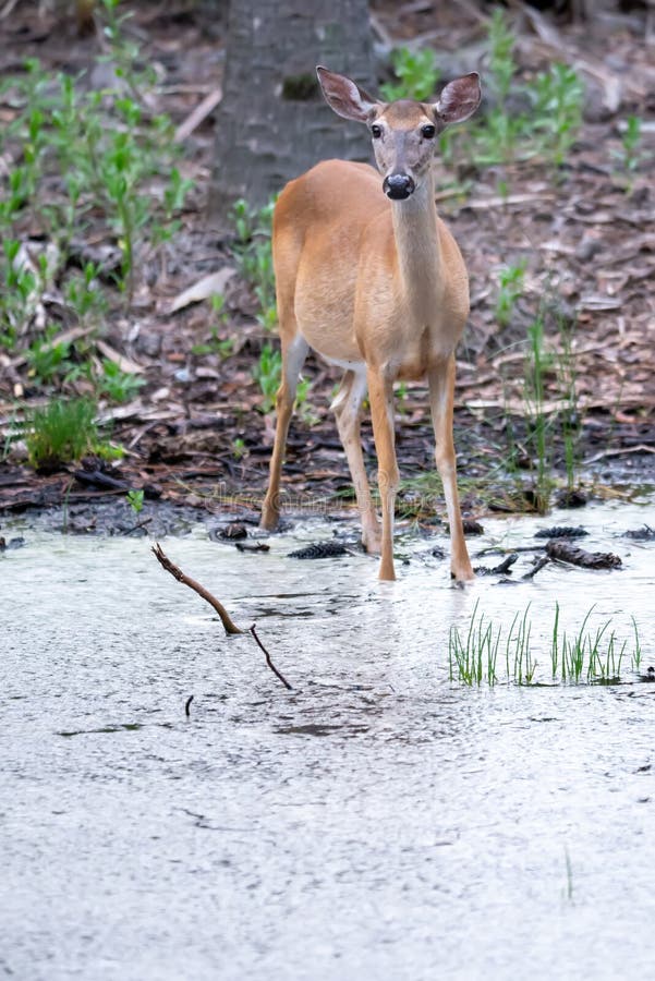 Whitetail Texture Stock Photos - Free & Royalty-Free Stock Photos from ...