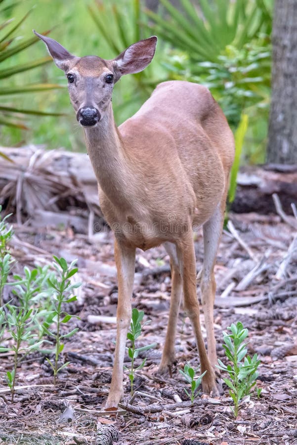 Whitetail Texture Stock Photos - Free & Royalty-Free Stock Photos from ...