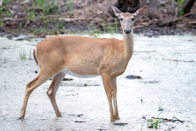 Whitetail Texture Stock Photos - Free & Royalty-Free Stock Photos from ...