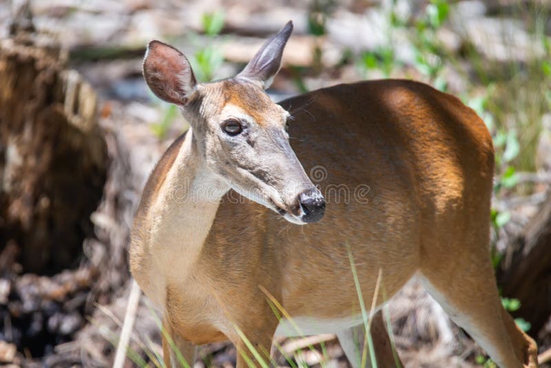 Whitetail Texture Stock Photos - Free & Royalty-Free Stock Photos from ...