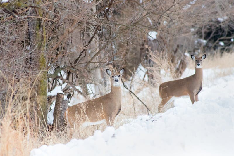 White Tail Deer in Winter - Nebraska Stock Image - Image of nebraska ...
